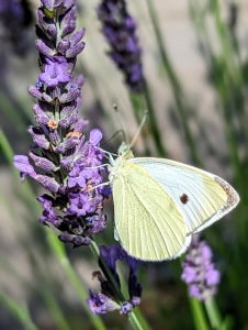 Spring Sabbatical 2026 for Women Religious | MERCY BY THE SEA